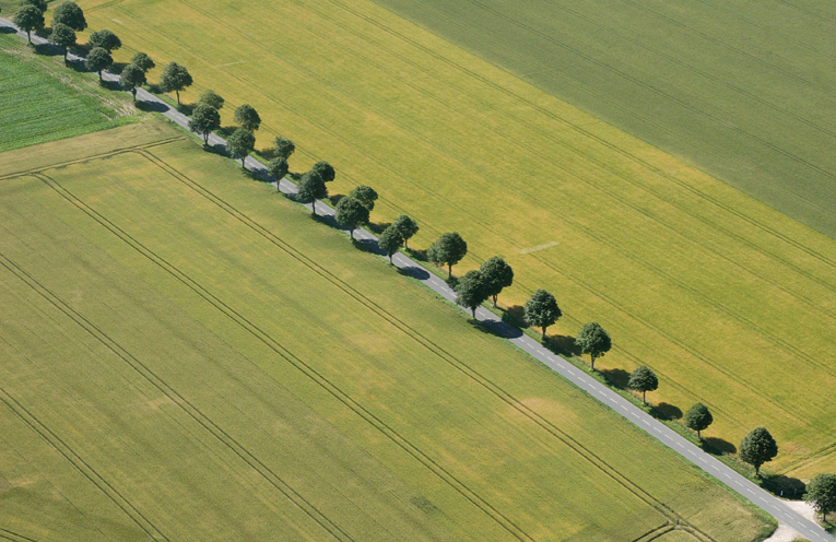 Les alignements d’arbres en danger partout en France – Fédération Patrimoine-Environnement