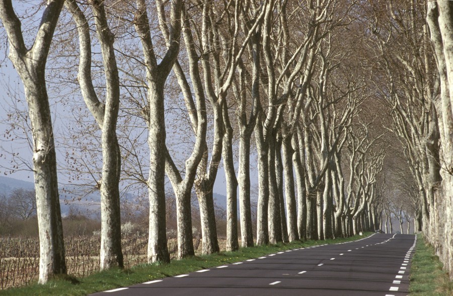 Les alignements d’arbres en danger partout en France – Fédération Patrimoine-Environnement